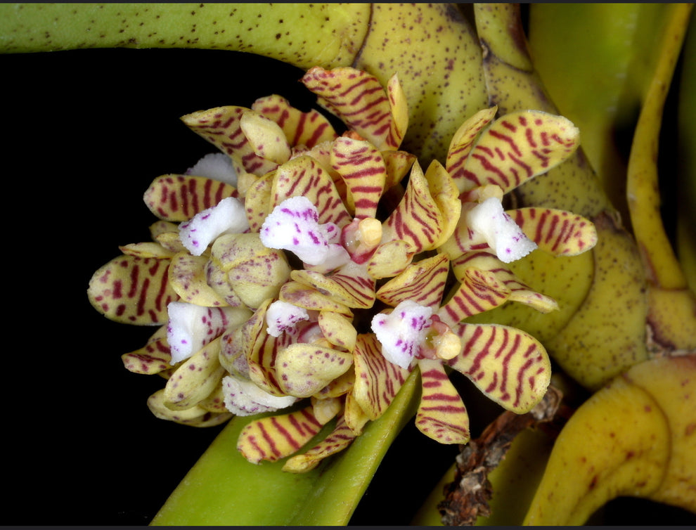 Acampe rigida – Hengduan Biotechnology