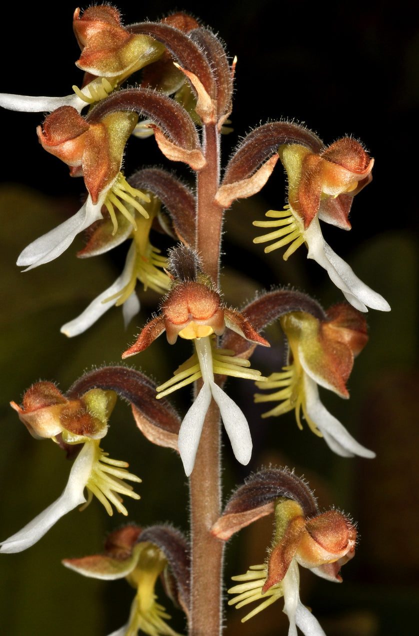 Anoectochilus – Hengduan Biotechnology