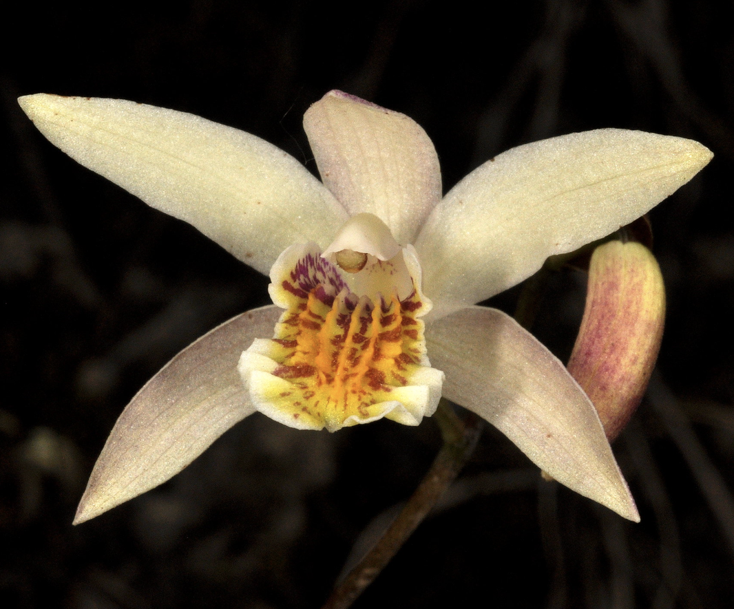 Bletilla – Hengduan Biotechnology