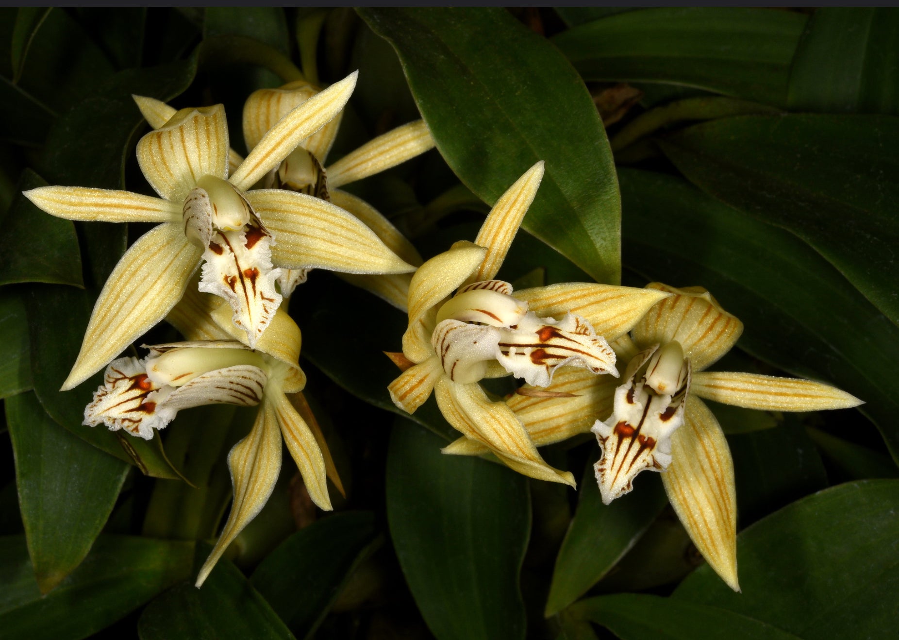 Coelogyne weixiensis – Hengduan Biotechnology