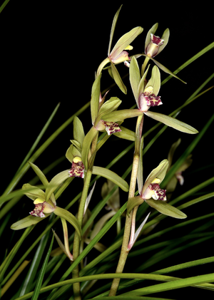 Hengduan Biotechnology USA LLC