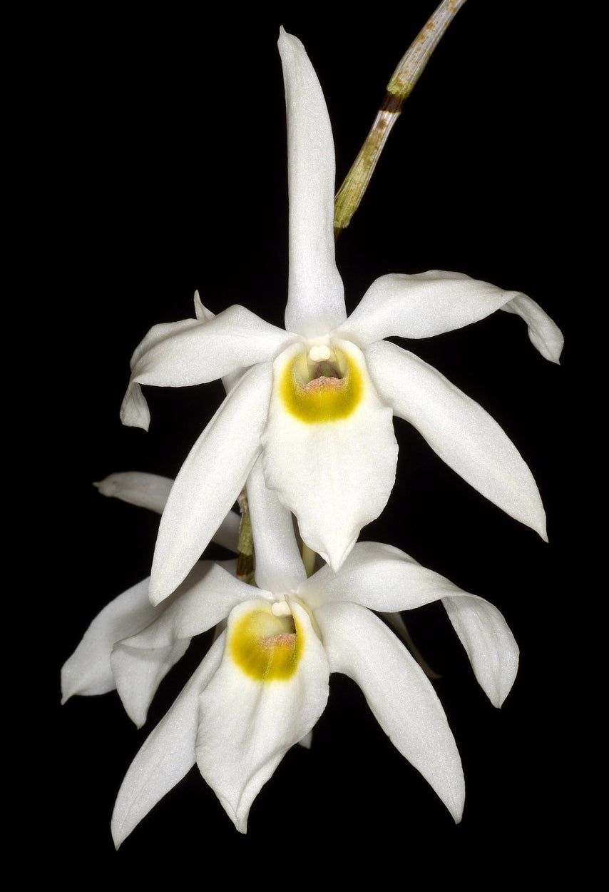 Dendrobium – Hengduan Biotechnology