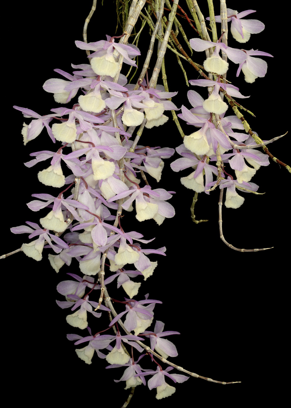 Dendrobium aphyllum – Hengduan Biotechnology