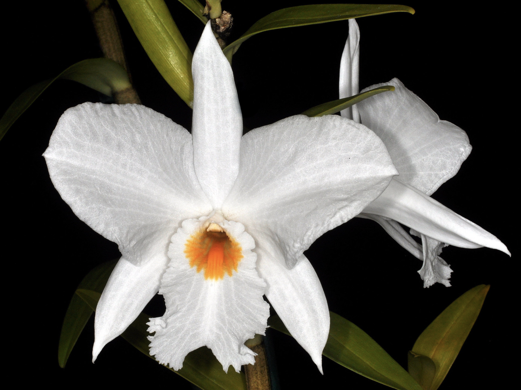 Dendrobium – Page 4 – Hengduan Biotechnology