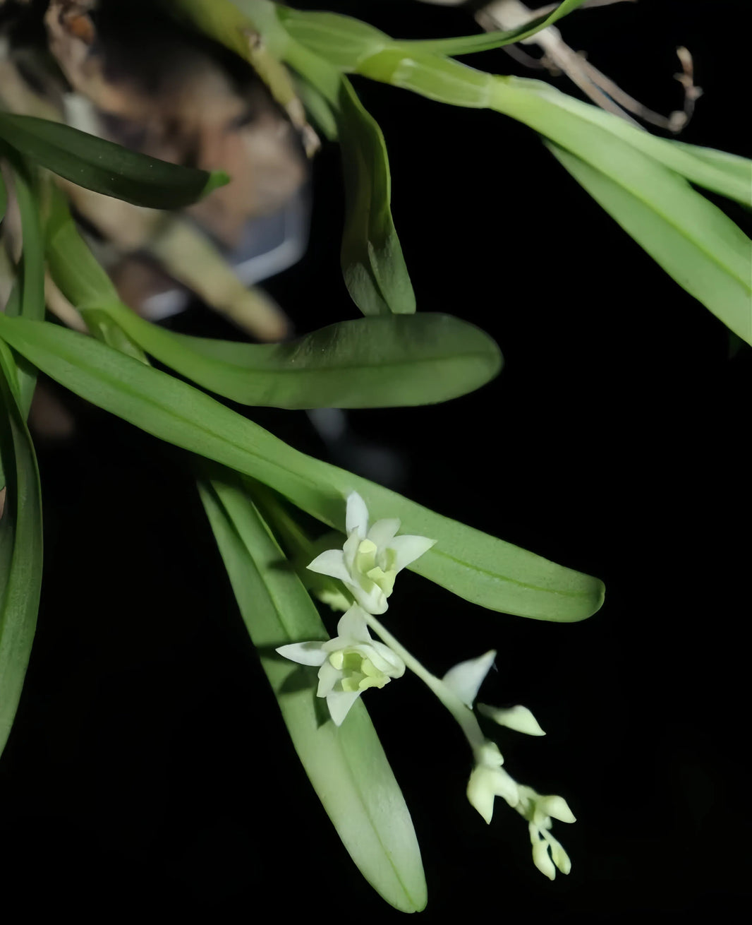 Dendrobium – Hengduan Biotechnology