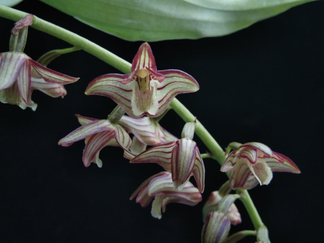 Eria – Hengduan Biotechnology