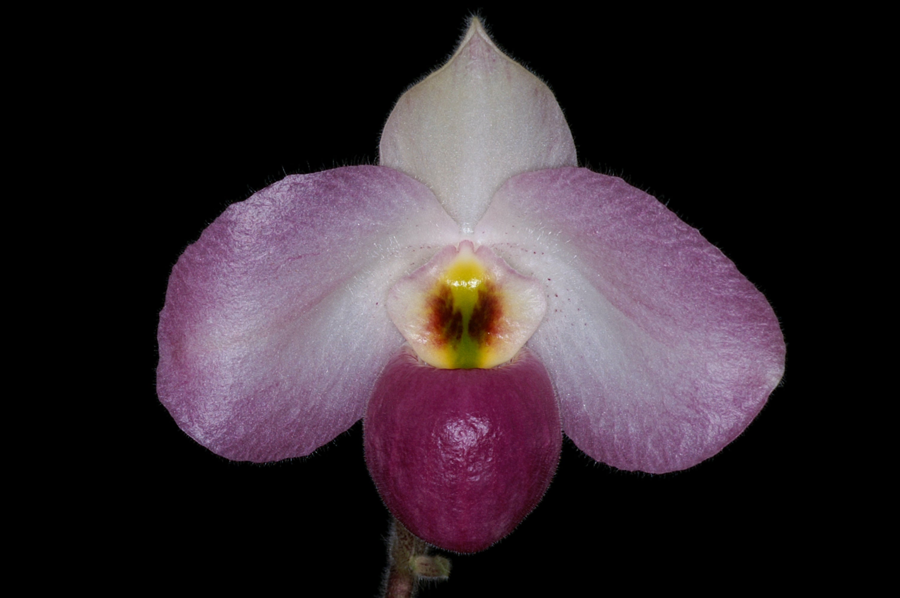 Paphiopedilum Ho Chi Minh – Hengduan Biotechnology