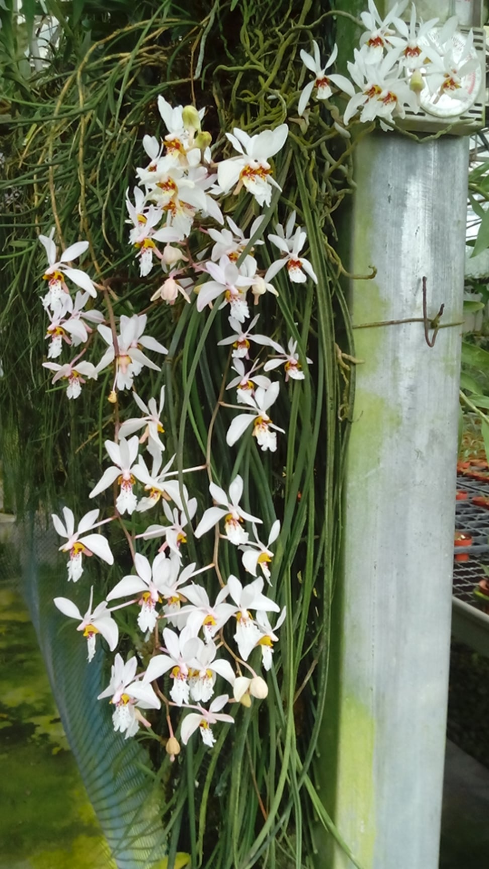 Holcoglossum wangii – Hengduan Biotechnology