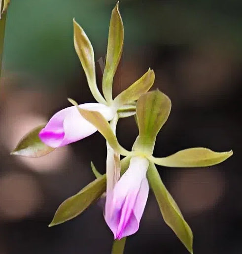 Nervilia plicata – Hengduan Biotechnology