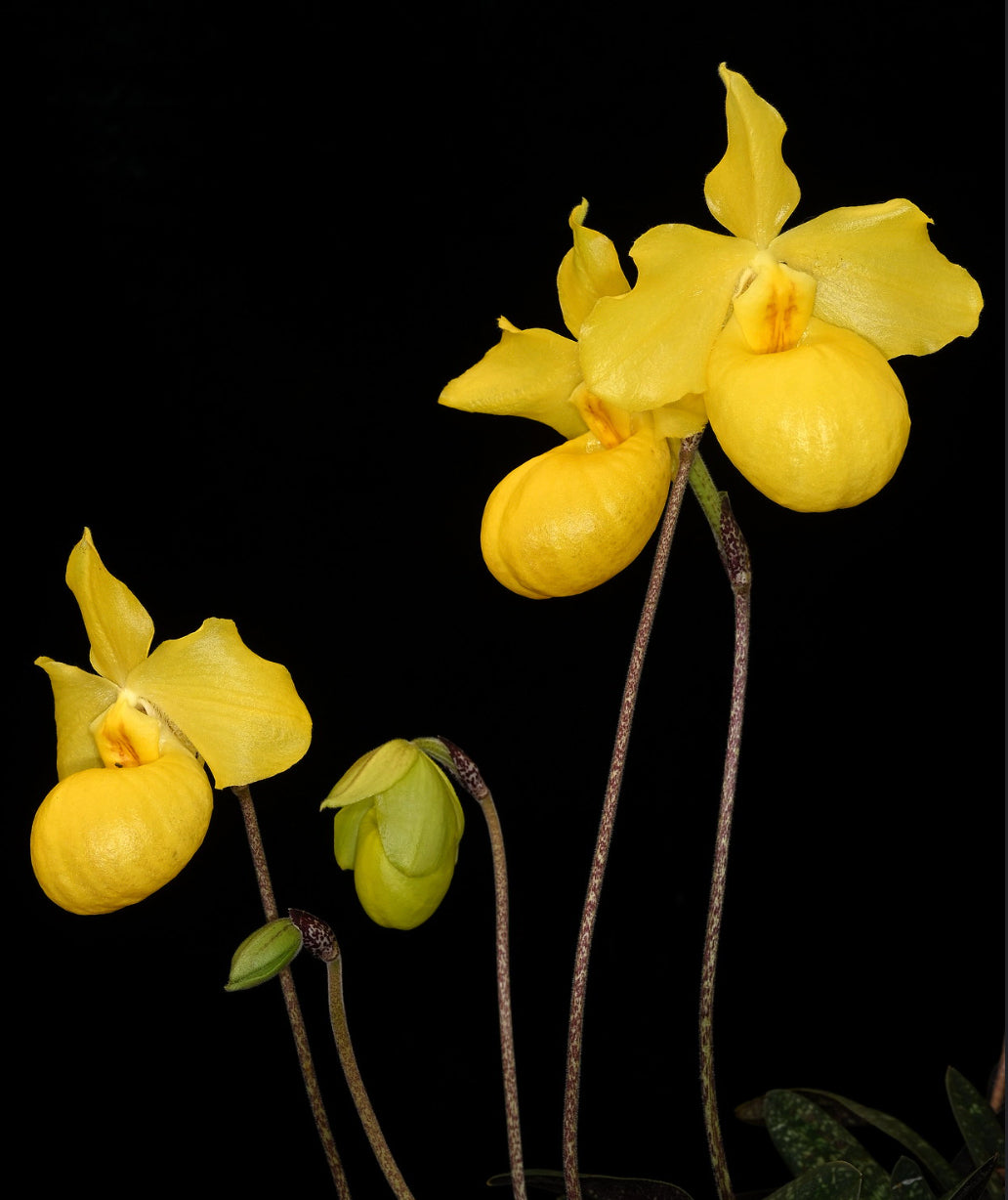 Paphiopedilum armeniacum – Hengduan Biotechnology
