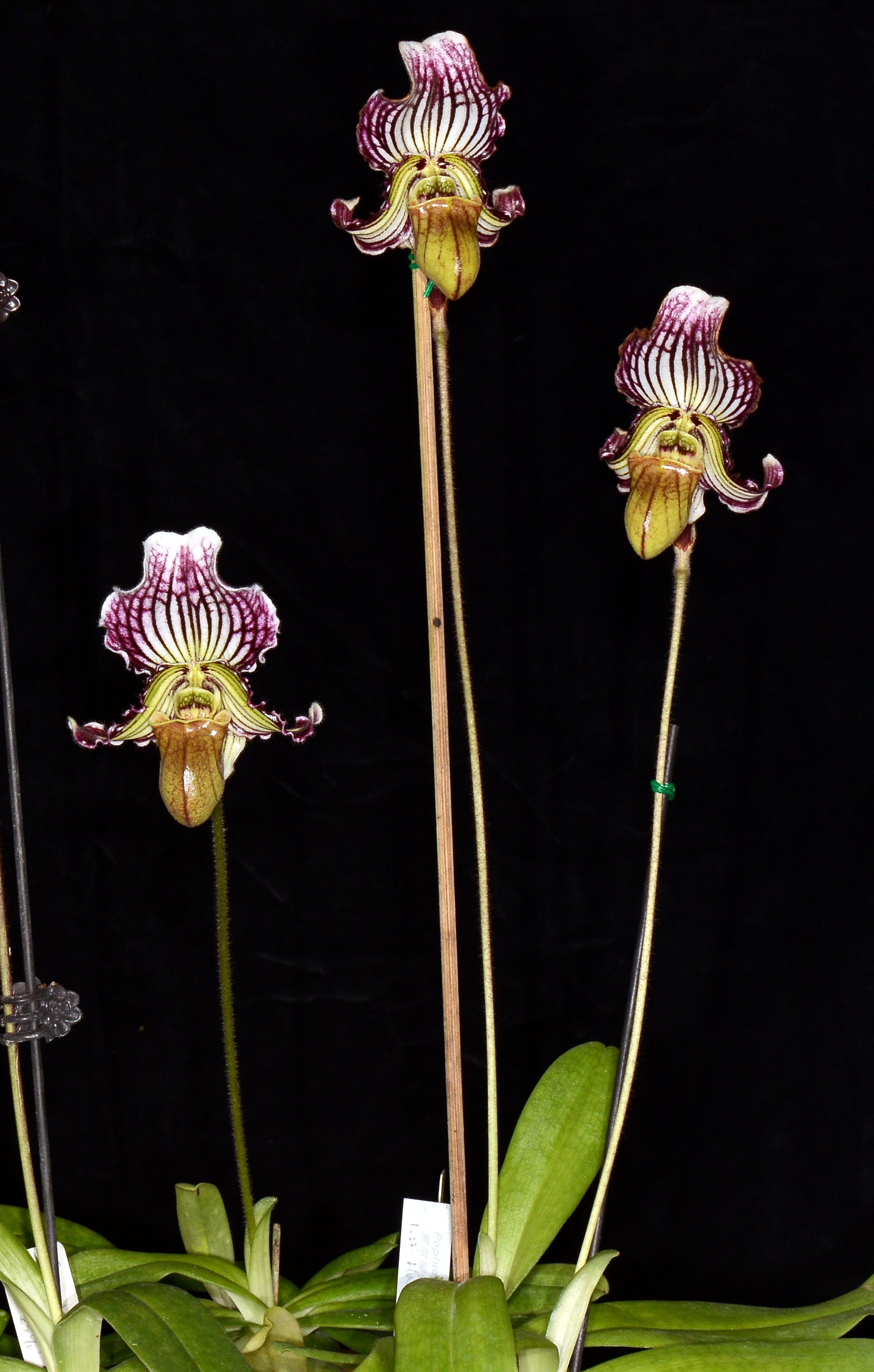 Paphiopedilum fairrieanum – Hengduan Biotechnology