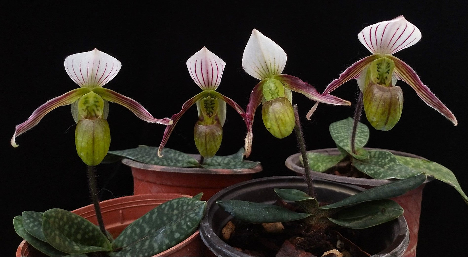 Paphiopedilum canhii – Hengduan Biotechnology