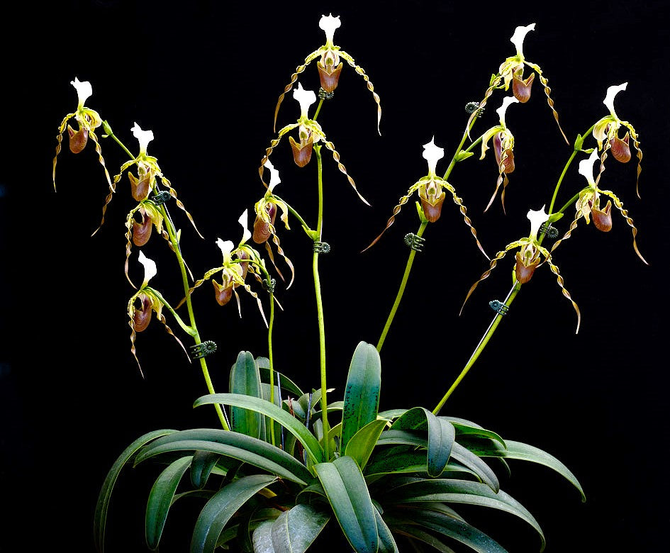 Paphiopedilum dianthum – Hengduan Biotechnology