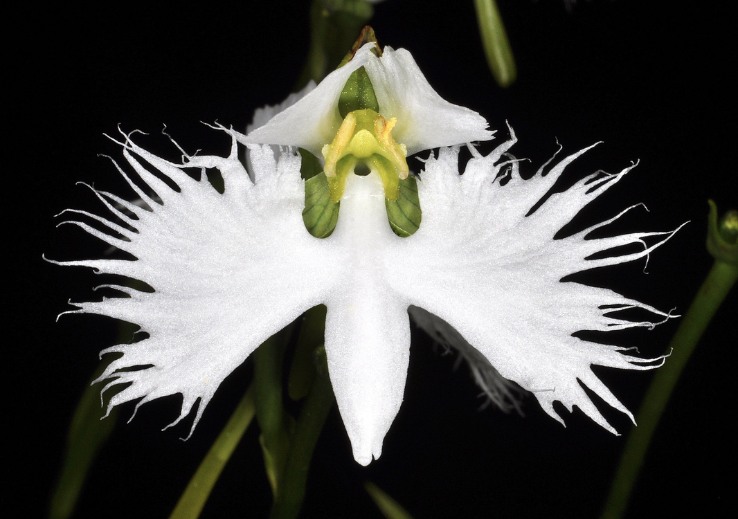 Pecteilis – Hengduan Biotechnology