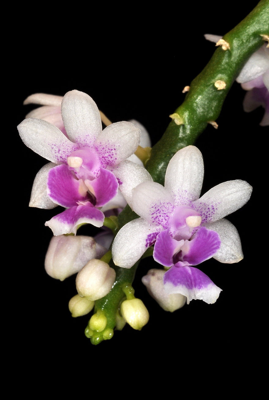 Phalaenopsis deliciousa – Hengduan Biotechnology