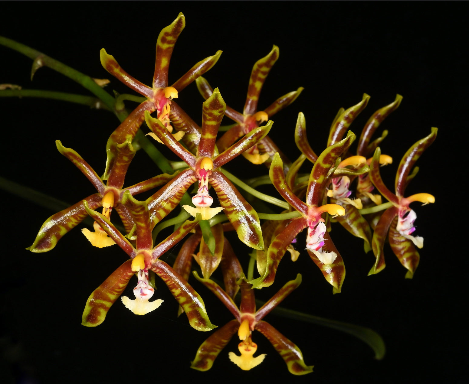 Phalaenopsis mannii – Hengduan Biotechnology