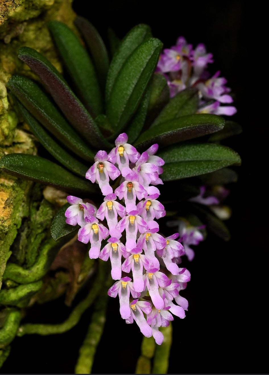 Schoenorchis tixieri – Hengduan Biotechnology
