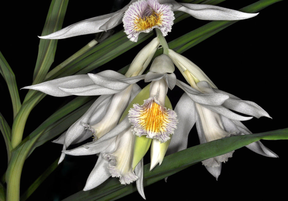 Thunia – Hengduan Biotechnology