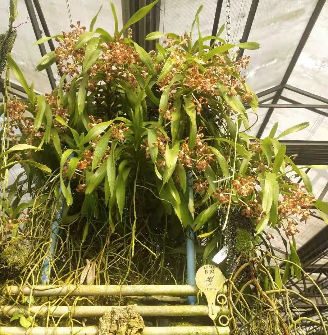 Vanda concolor – Hengduan Biotechnology