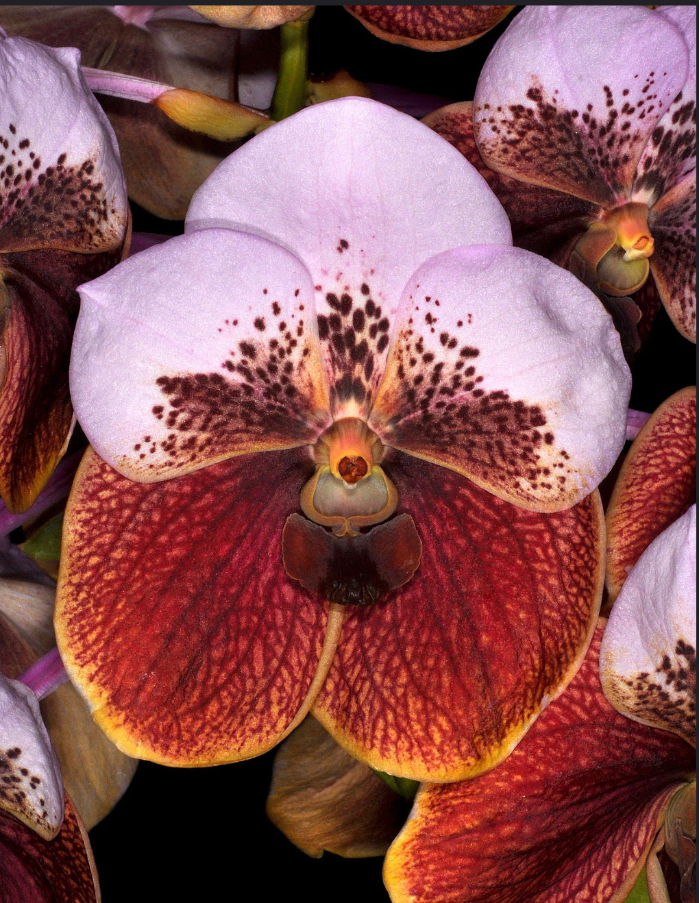 Vanda sanderiana – Hengduan Biotechnology