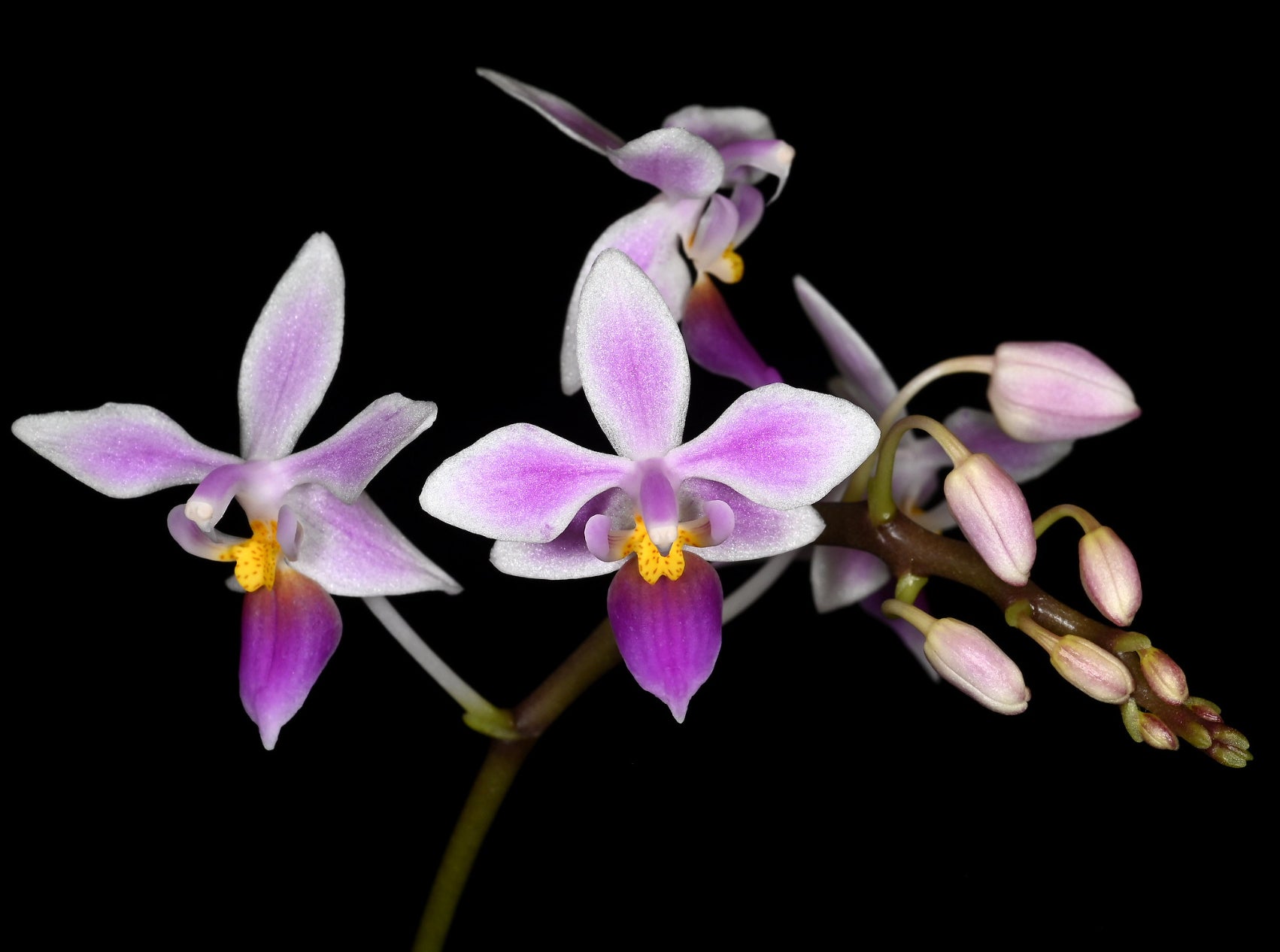Phalaenopsis equestris – Hengduan Biotechnology